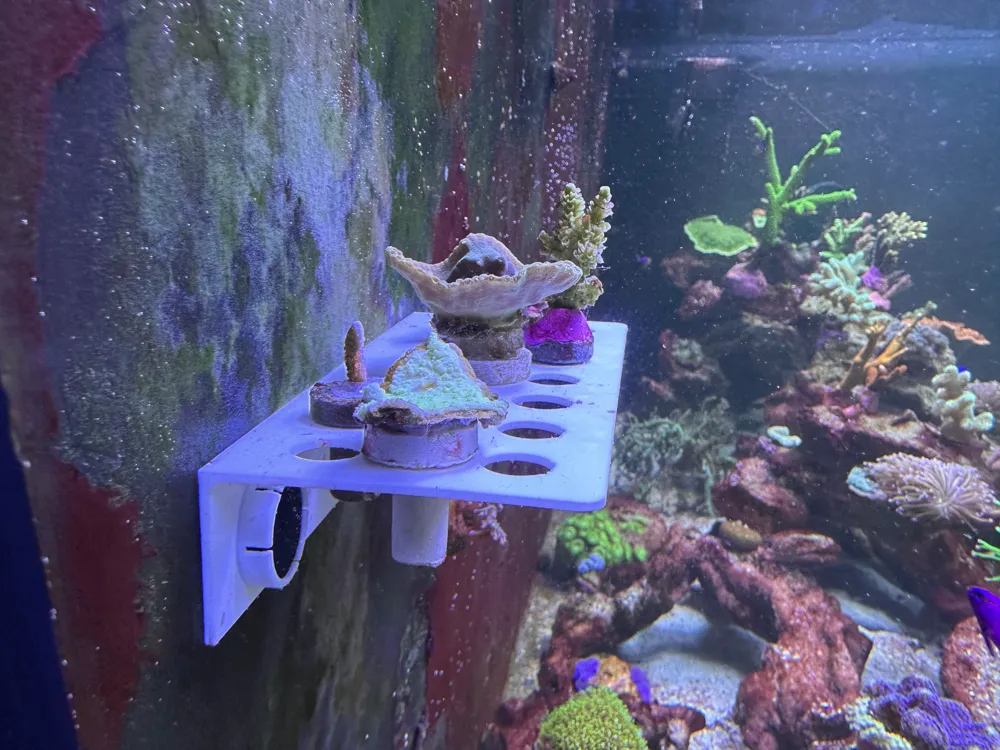 Frag Rack for Reefaquarium by Reinhard - MakerWorld