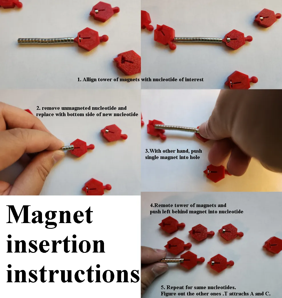 DNA/RNA Model kit activty by heehaw316 - MakerWorld