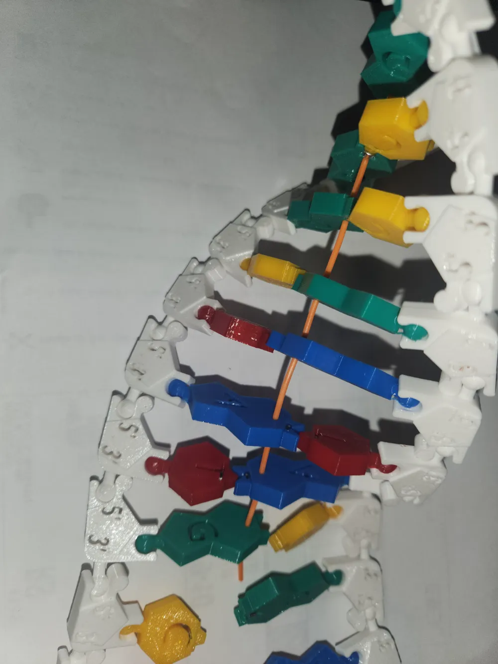 DNA/RNA Model kit activty by heehaw316 - MakerWorld