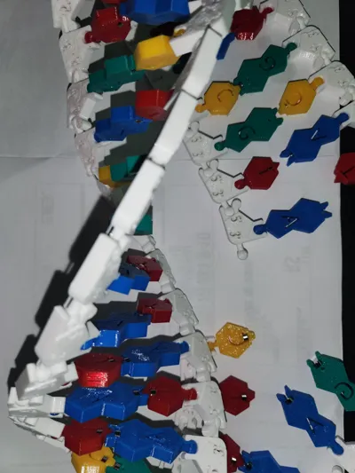 DNA/RNA Model kit activty - Free 3D Print Model - MakerWorld