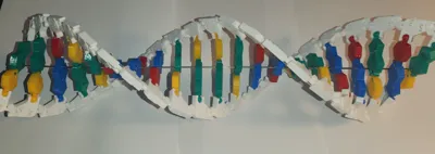 DNA/RNA Model kit activty by heehaw316 - MakerWorld