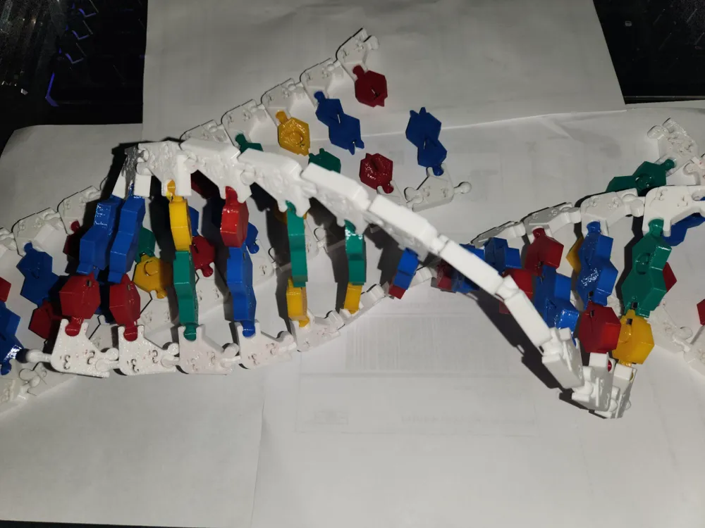 DNA/RNA Model kit activty by heehaw316 - MakerWorld