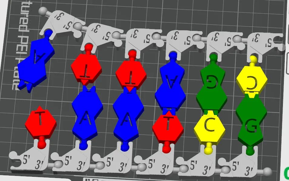 DNA/RNA Model kit activty by heehaw316 - MakerWorld