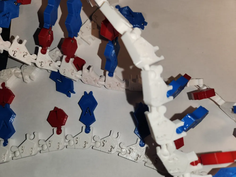 DNA/RNA Model kit activty by heehaw316 - MakerWorld