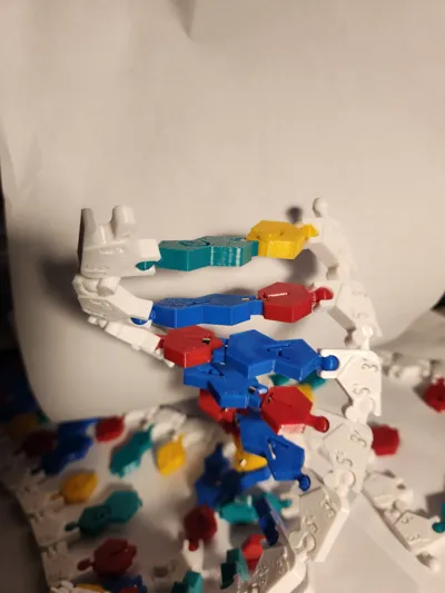 DNA/RNA Model kit activty by heehaw316 - MakerWorld