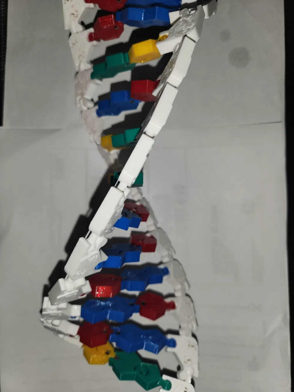 DNA/RNA Model kit activty by heehaw316 - MakerWorld