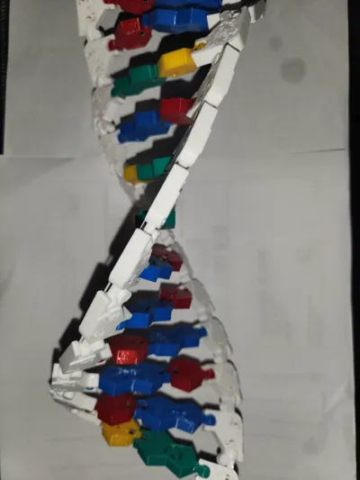 DNA/RNA Model kit activty by heehaw316 - MakerWorld