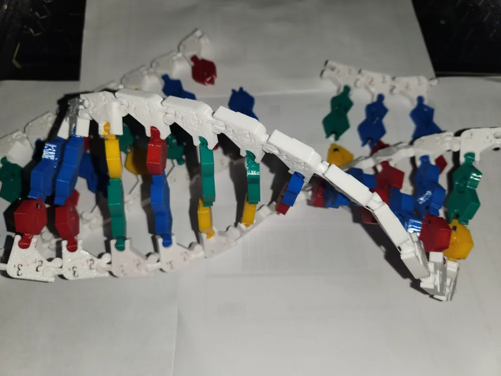 DNA/RNA Model kit activty by heehaw316 - MakerWorld