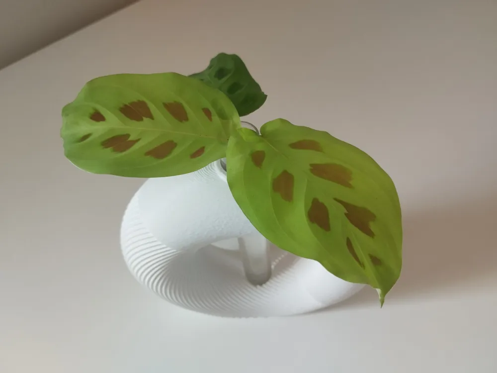 Ring Pflanzenvermehrer – Kostenloses 3D-Druckmodell – MakerWorld