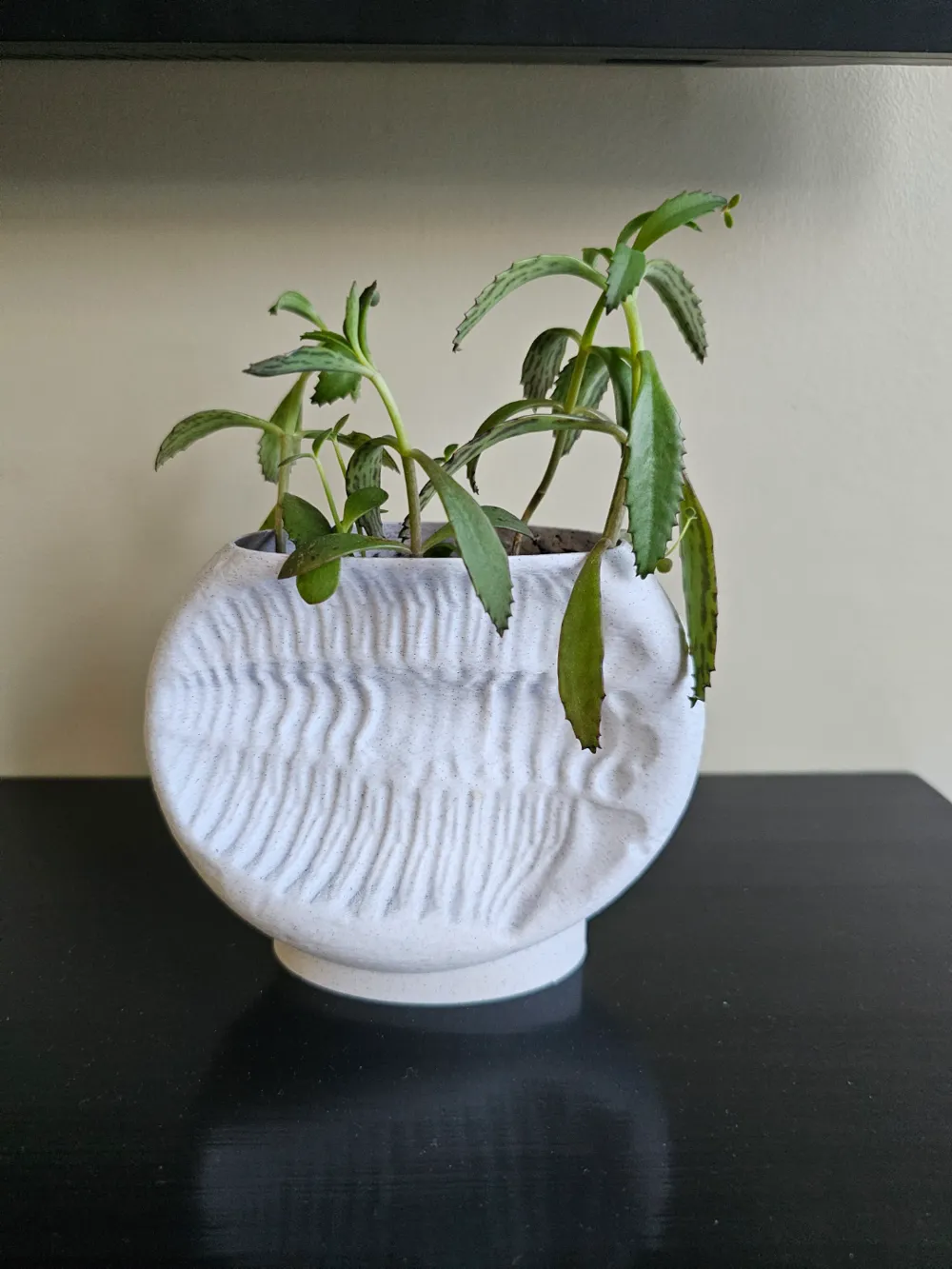 Trilobite Fossil Planter / Pencil Holder by MixofNix - MakerWorld