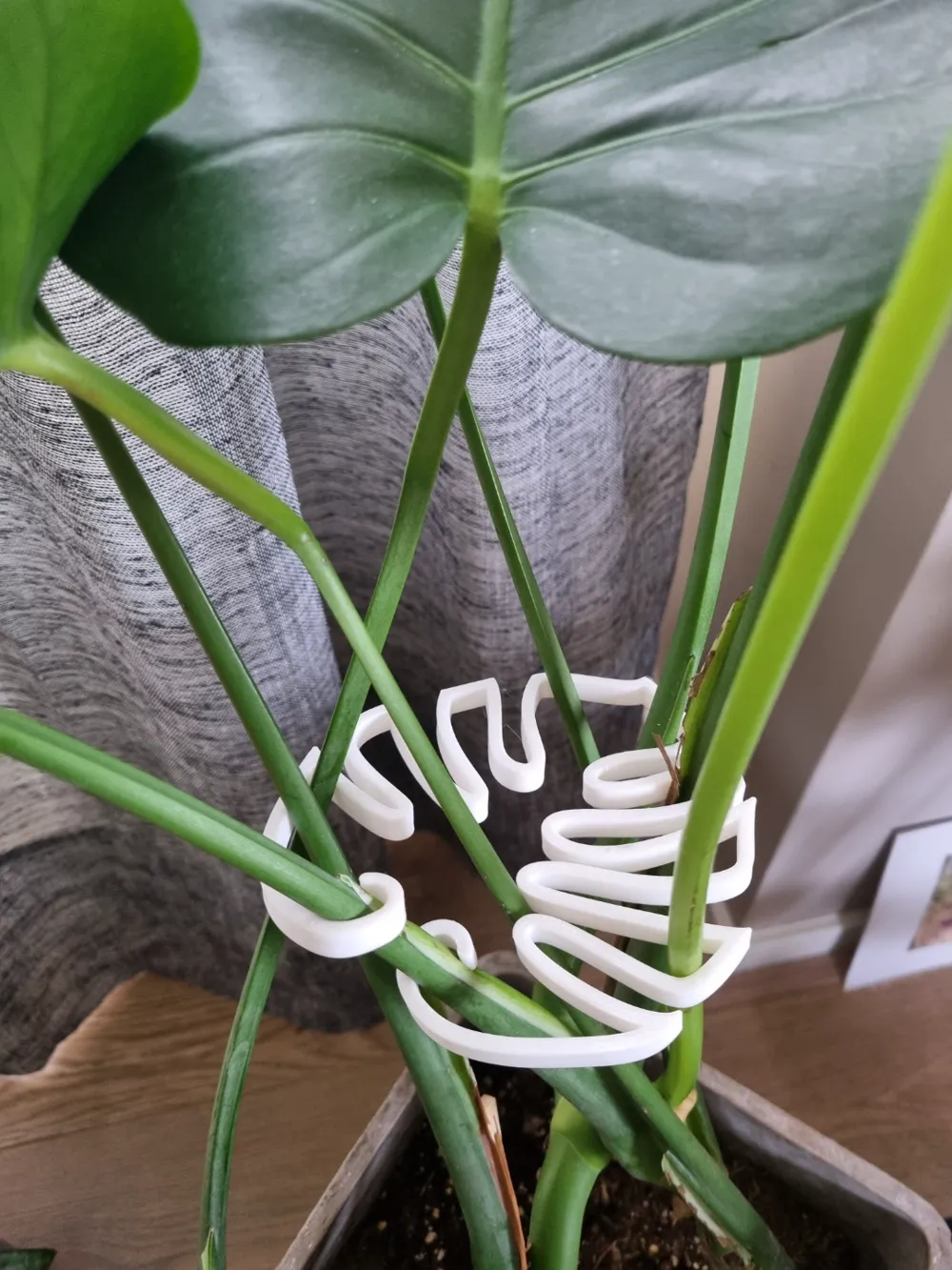 Monstera plant stem holder leafed shape with hooks Remixed by Mqwaar ...