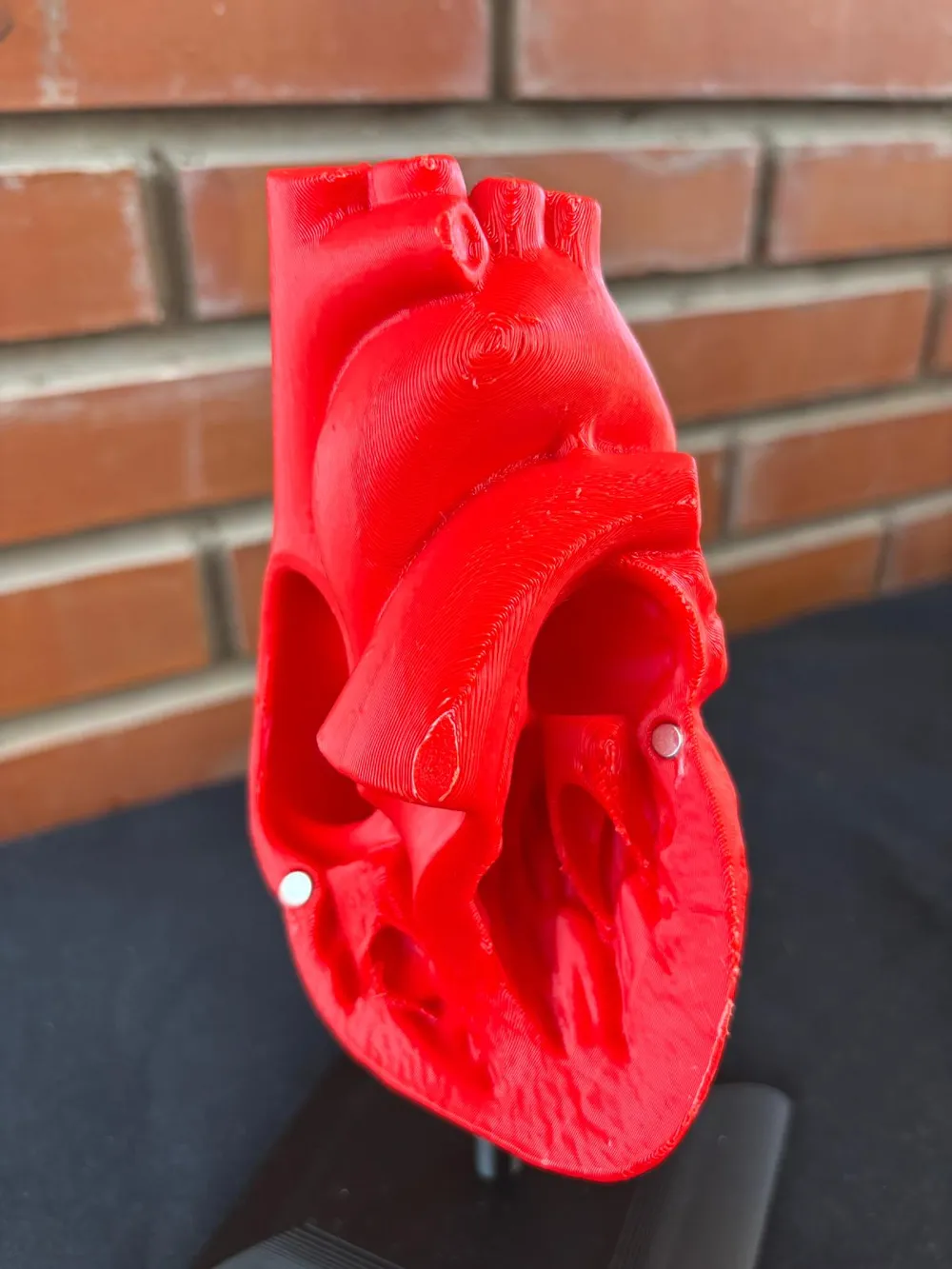 Human heart anatomy, split in two with magnets - Free 3D Print Model ...