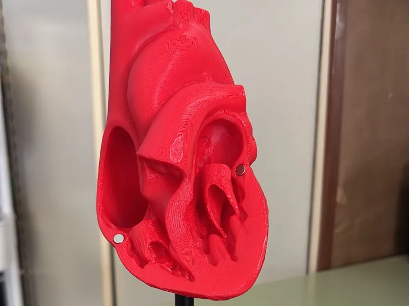 Human heart anatomy, split in two with magnets - Free 3D Print Model ...