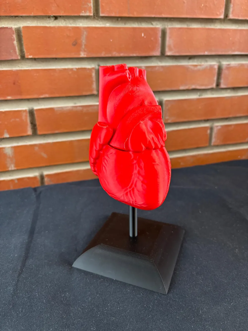 Human heart anatomy, split in two with magnets - Free 3D Print Model ...