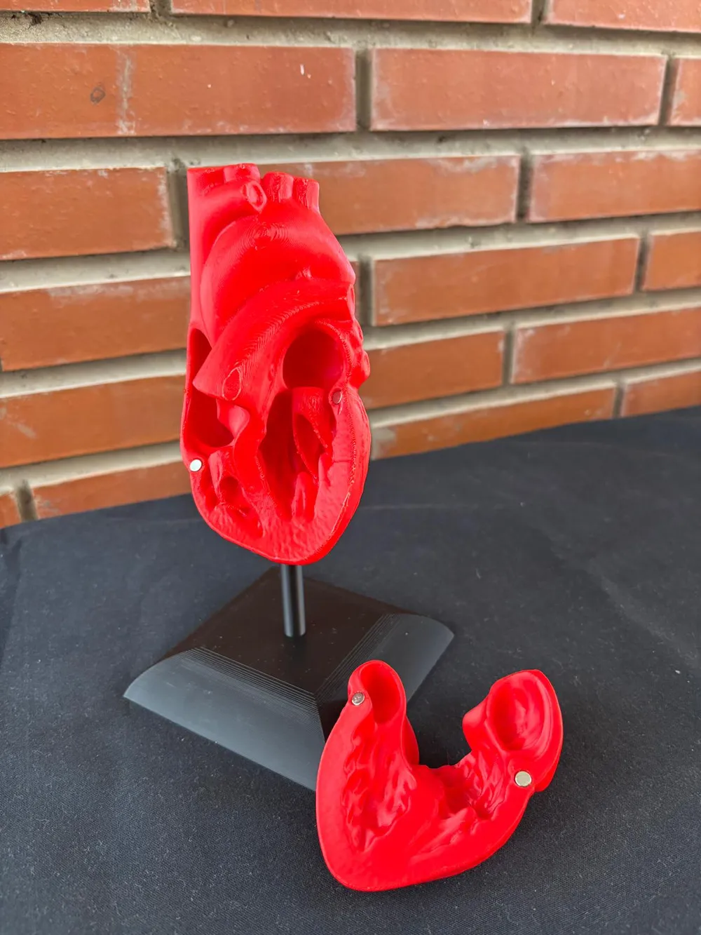 Human heart anatomy, split in two with magnets - Free 3D Print Model ...