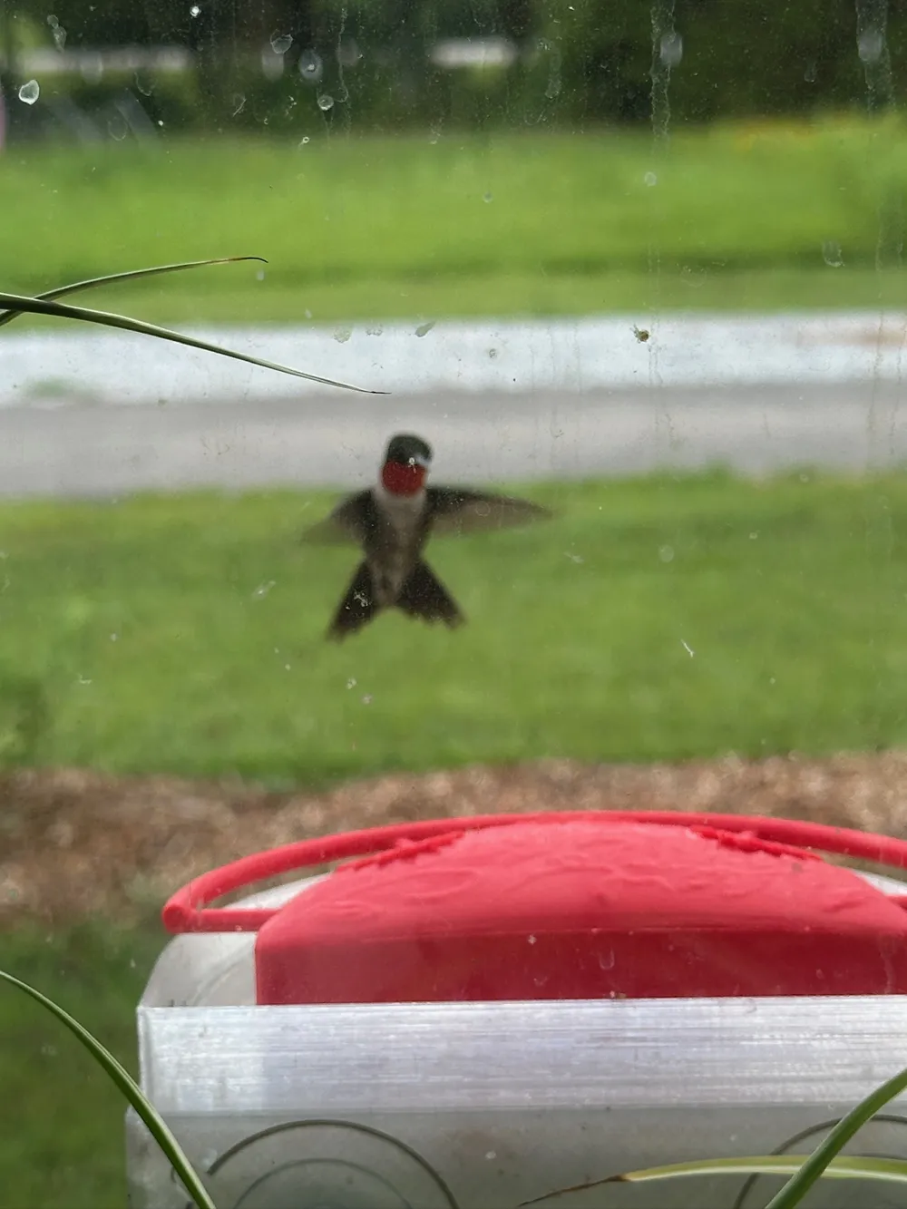 Hummingbird Feeder - Window Suction Cup by npeshman MakerWorld ...