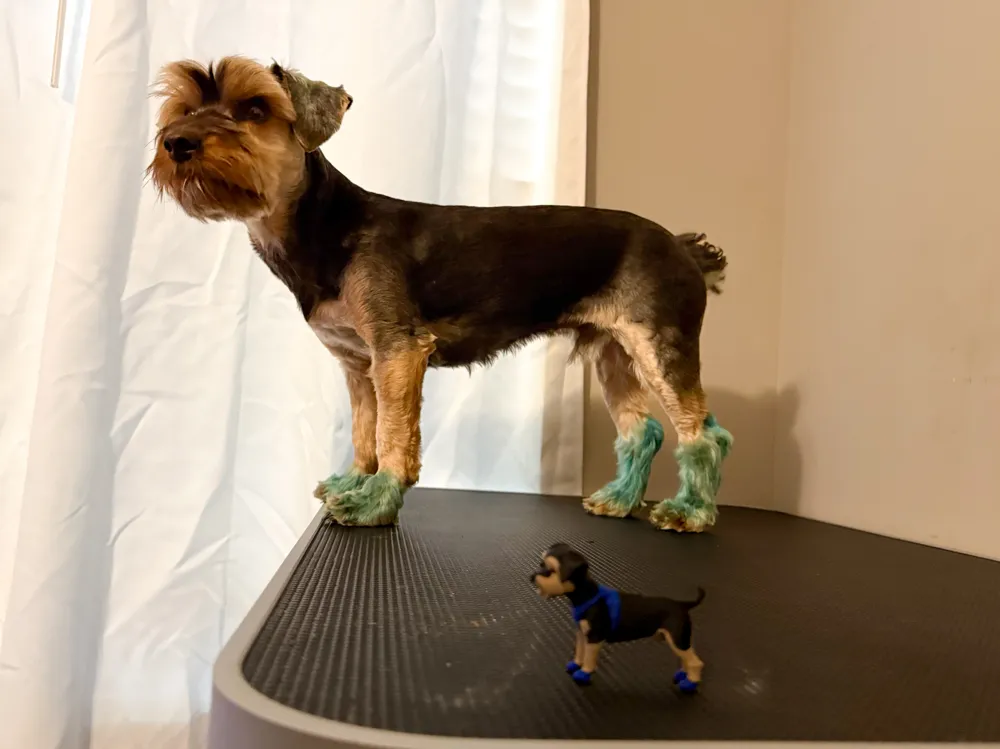 Yorkie dog (short hair) - Free 3D Print Model - MakerWorld