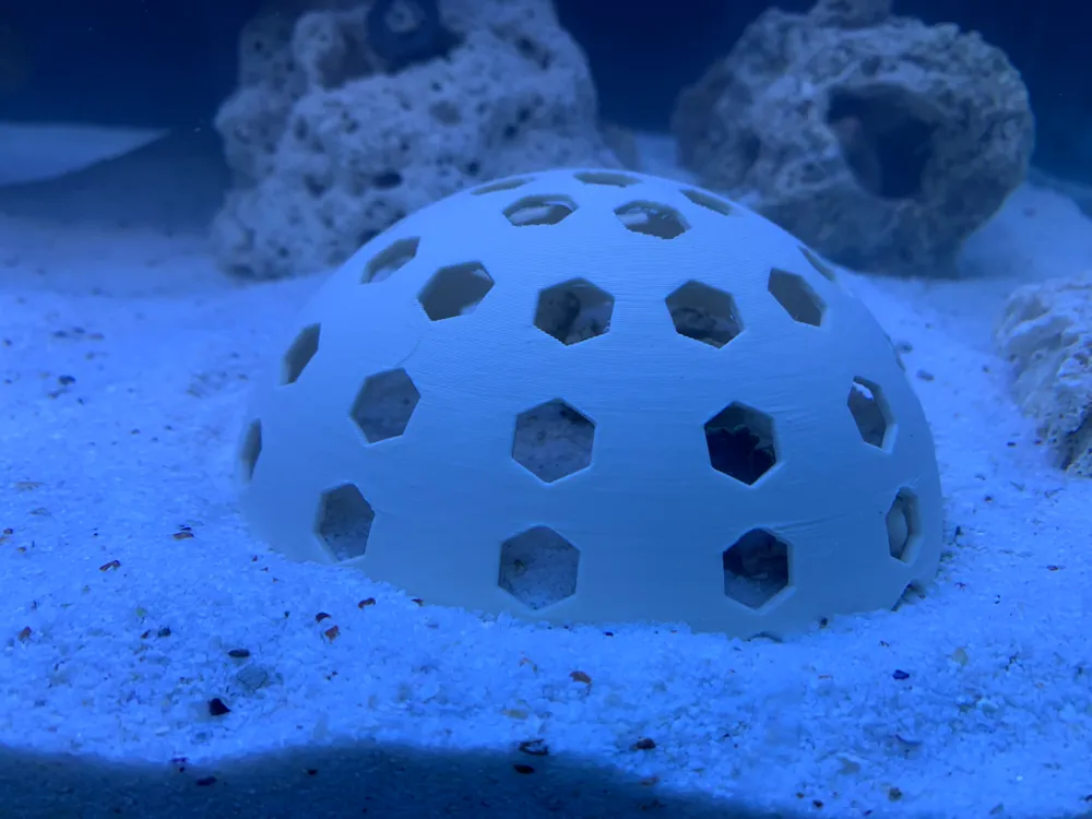 Coral Shield by 3DCore - MakerWorld