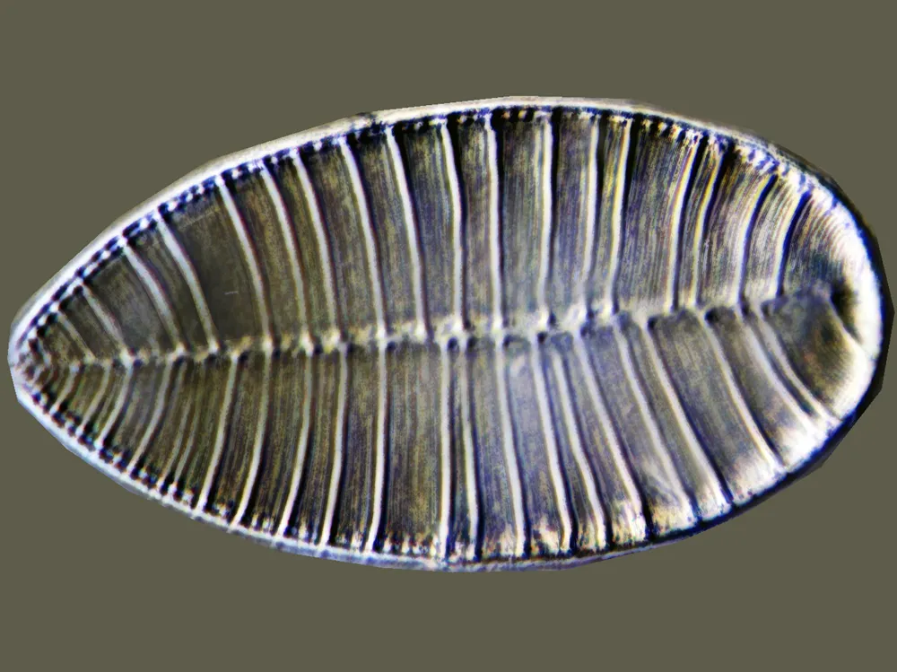 Diatom microphotography project - Free 3D Print Model - MakerWorld