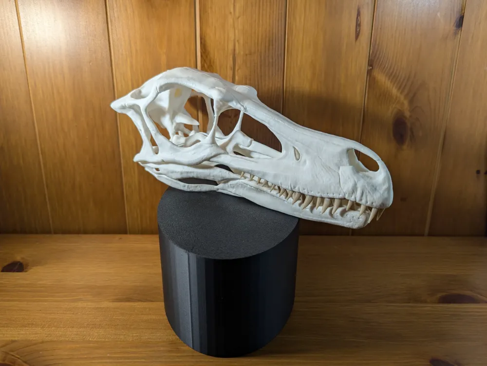 Velociraptor skull with display stand Remixed by Marton MakerWorld ...