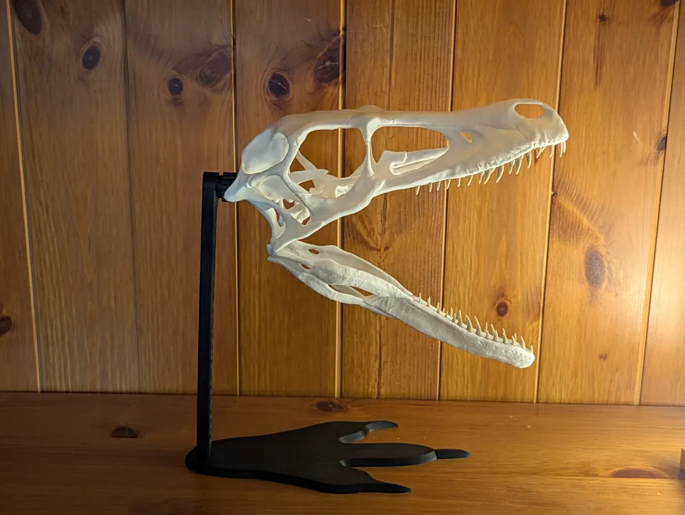 Velociraptor skull with display stand Remixed by Marton MakerWorld ...