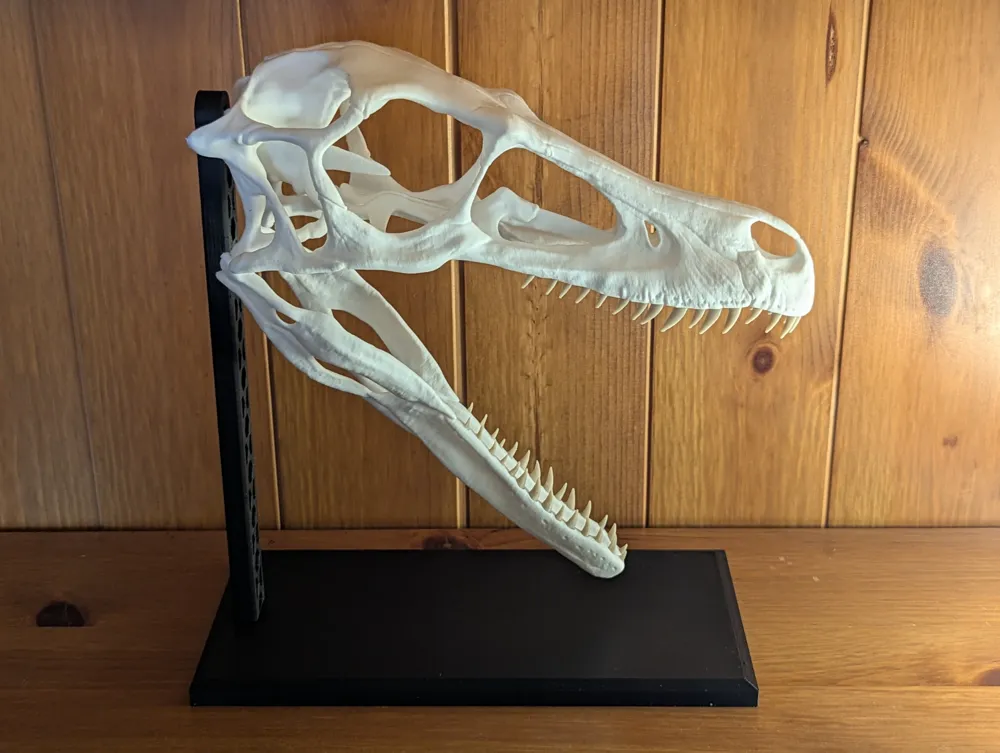Velociraptor skull with display stand Remixed by 3DSkulls MakerWorld ...
