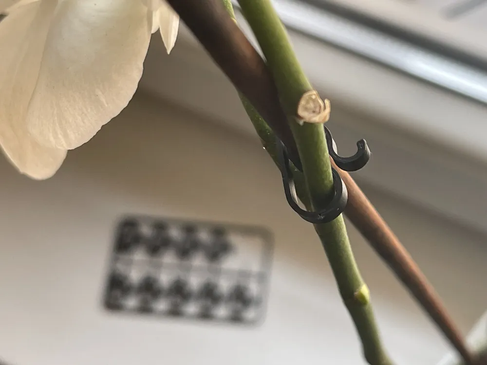 Plant Clips Card by EngineerForge MakerWorld: Download Free 3D Models