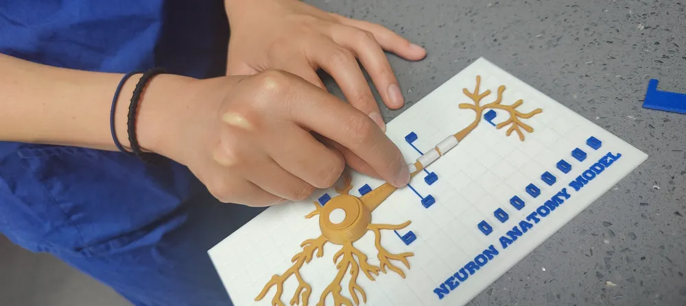 Interactive Neuron Anatomy Model by Noodjuice - MakerWorld