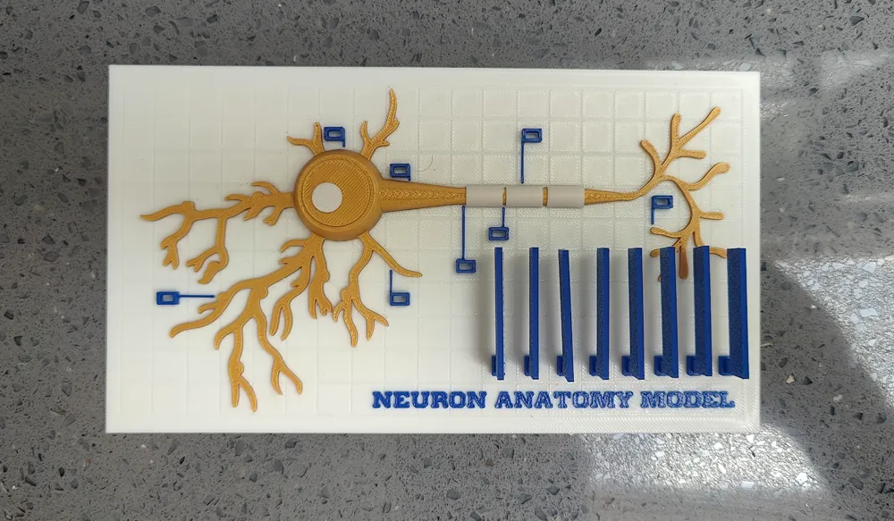 Interactive Neuron Anatomy Model by Noodjuice MakerWorld: Download Free ...