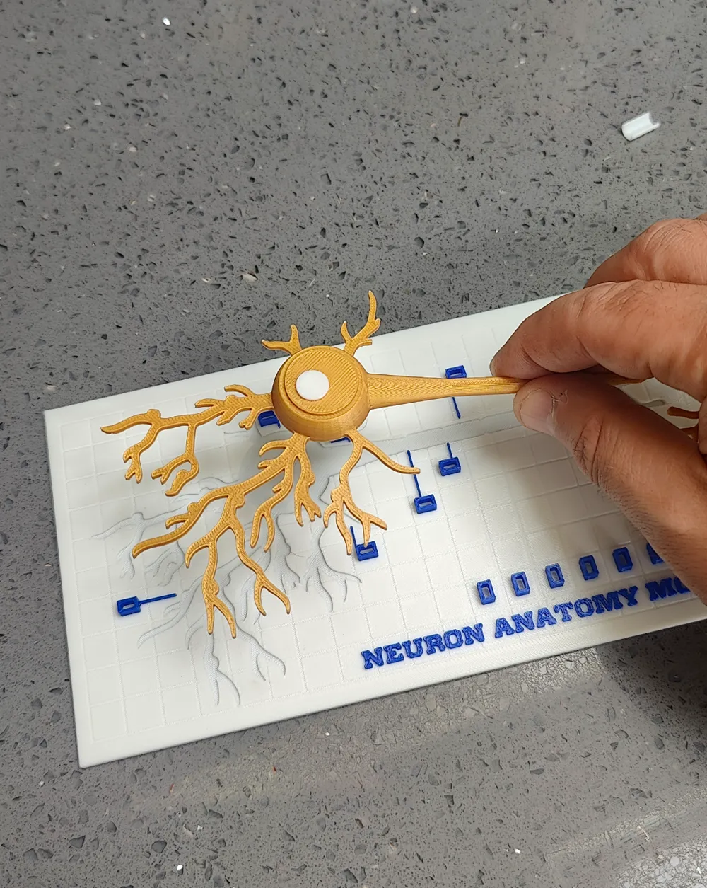 Interactive Neuron Anatomy Model by Noodjuice - MakerWorld