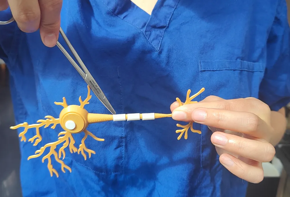 Interactive Neuron Anatomy Model by Noodjuice - MakerWorld