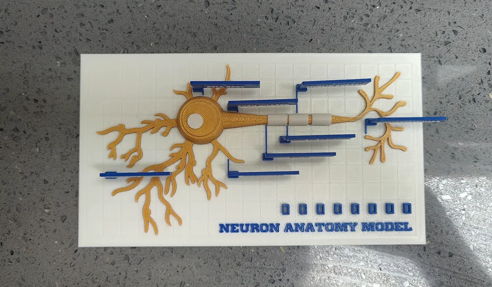 Interactive Neuron Anatomy Model by Noodjuice - MakerWorld