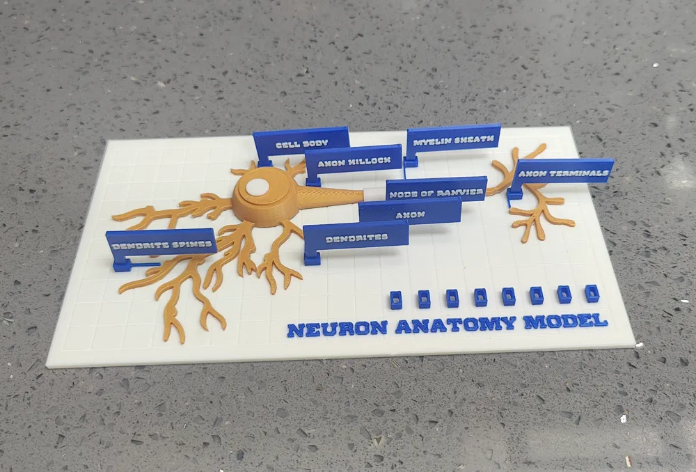 Interactive Neuron Anatomy Model by Noodjuice - MakerWorld