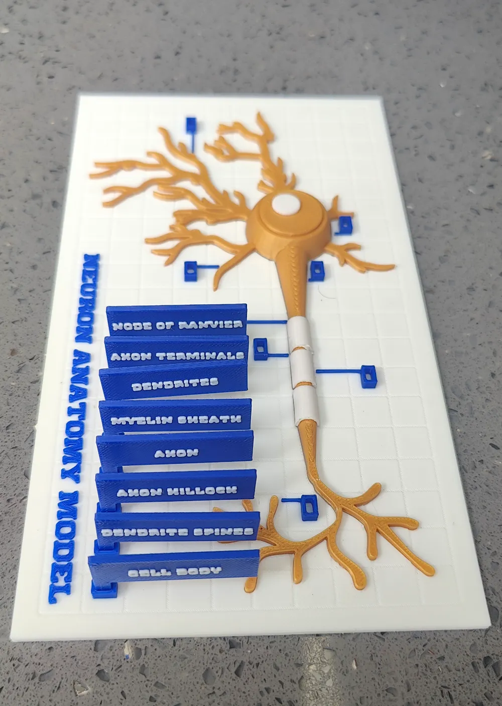 Interactive Neuron Anatomy Model by Noodjuice MakerWorld: Download Free ...