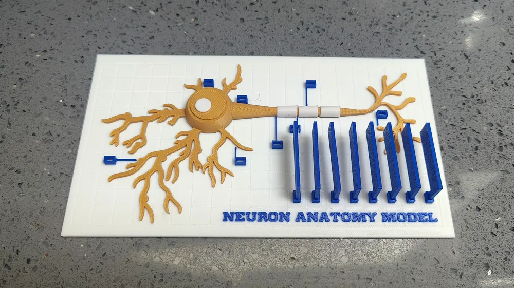 Interactive Neuron Anatomy Model by Noodjuice MakerWorld: Download Free ...