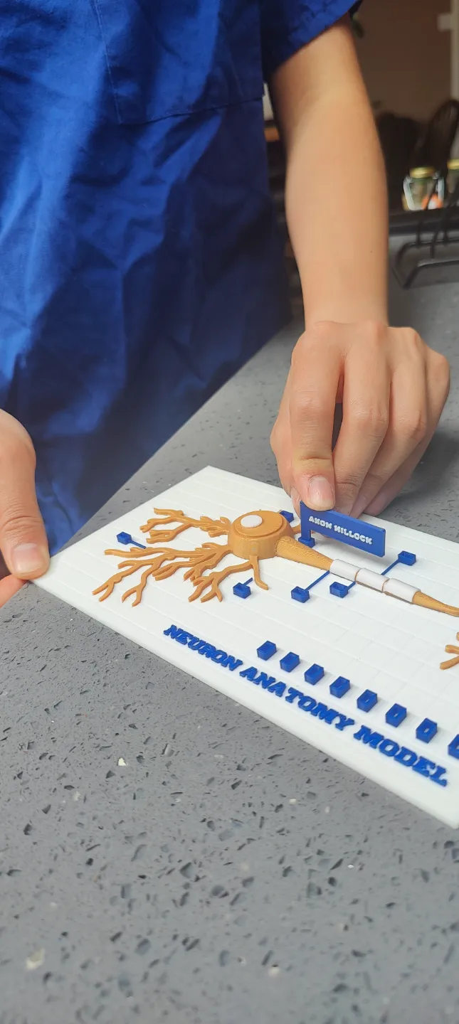 Interactive Neuron Anatomy Model by Noodjuice - MakerWorld