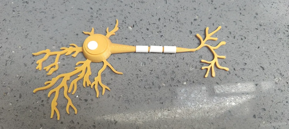 Interactive Neuron Anatomy Model by Noodjuice MakerWorld: Download Free ...