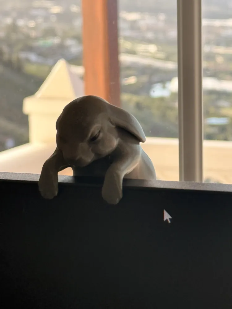 O Coelhinho Aprovado - Guardião Atrevido do Monitor - Modelo gratuito ...