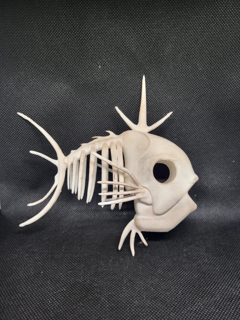 magikarp skeleton by 3d_lizard MakerWorld: Download Free 3D Models