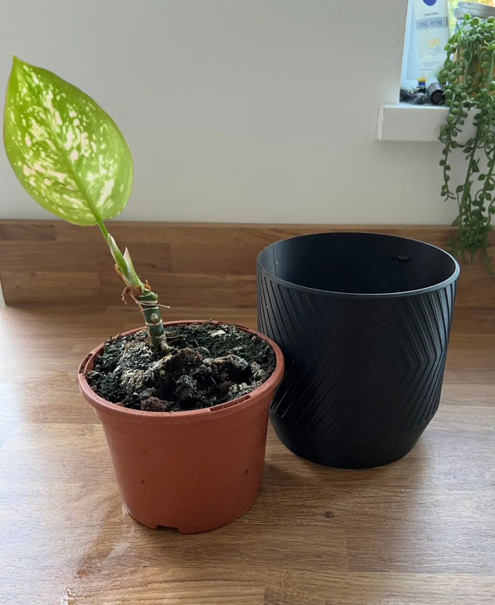 Plant Pot with internal raised drip tray V1 by JurassicDesignLabs ...