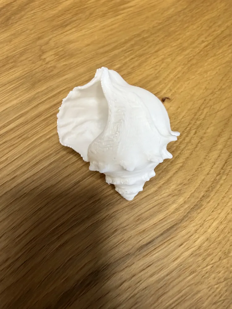 Sea Shell (Natural Style) by ViperWolf MakerWorld: Download Free 3D Models