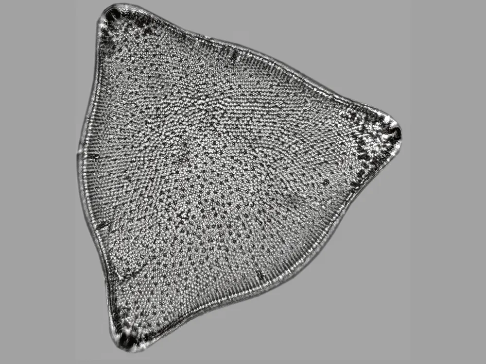Diatom microphotography project - Free 3D Print Model - MakerWorld