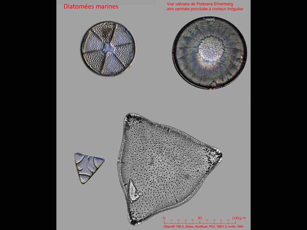 Diatom microphotography project - Free 3D Print Model - MakerWorld