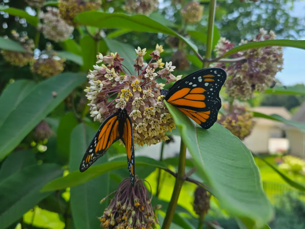 Monarch Butterfly Life Cycle by allredfk MakerWorld: Download Free 3D ...