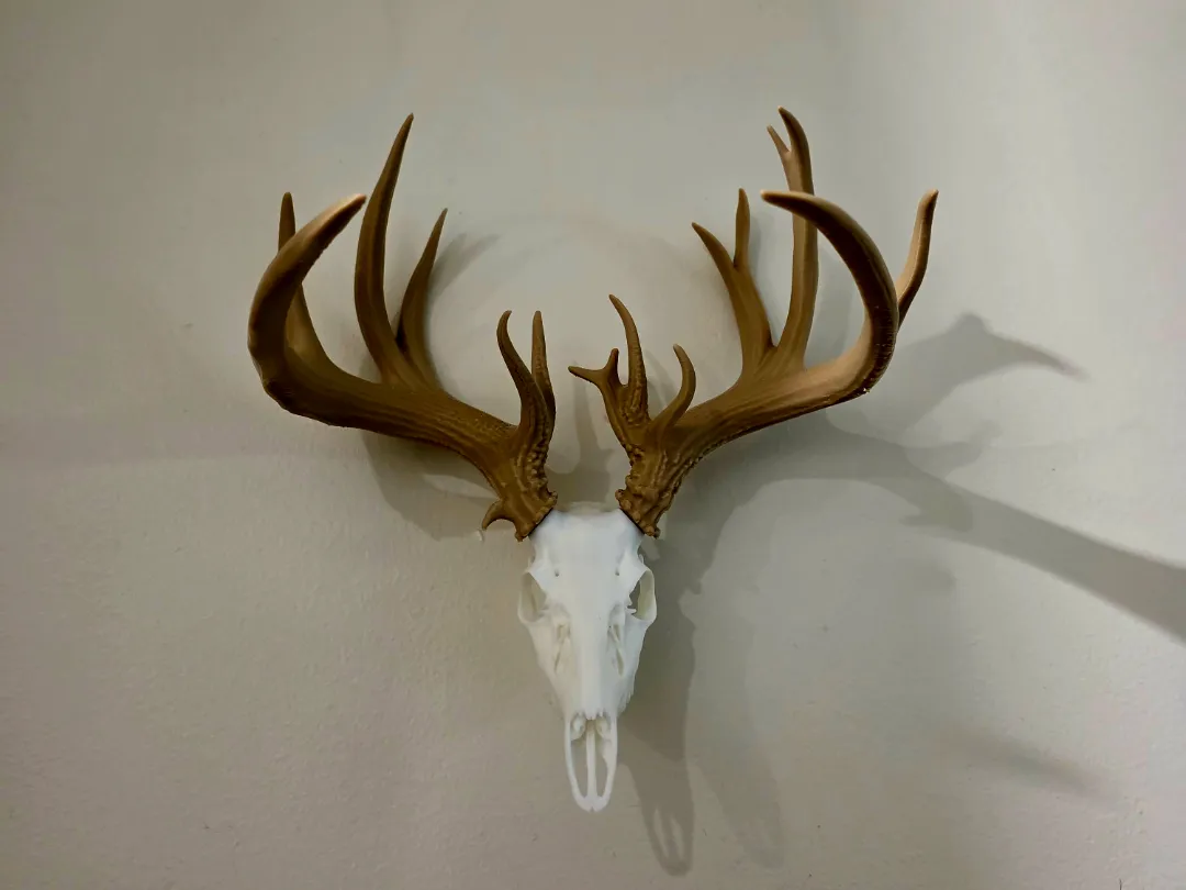 Deer Antler Set - 1/26/26 - Free 3D Print Model - MakerWorld