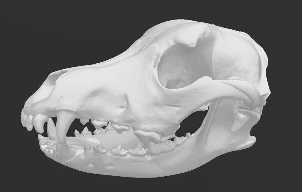 Dog Skull 3D Scan by SolarTim MakerWorld: Download Free 3D Models