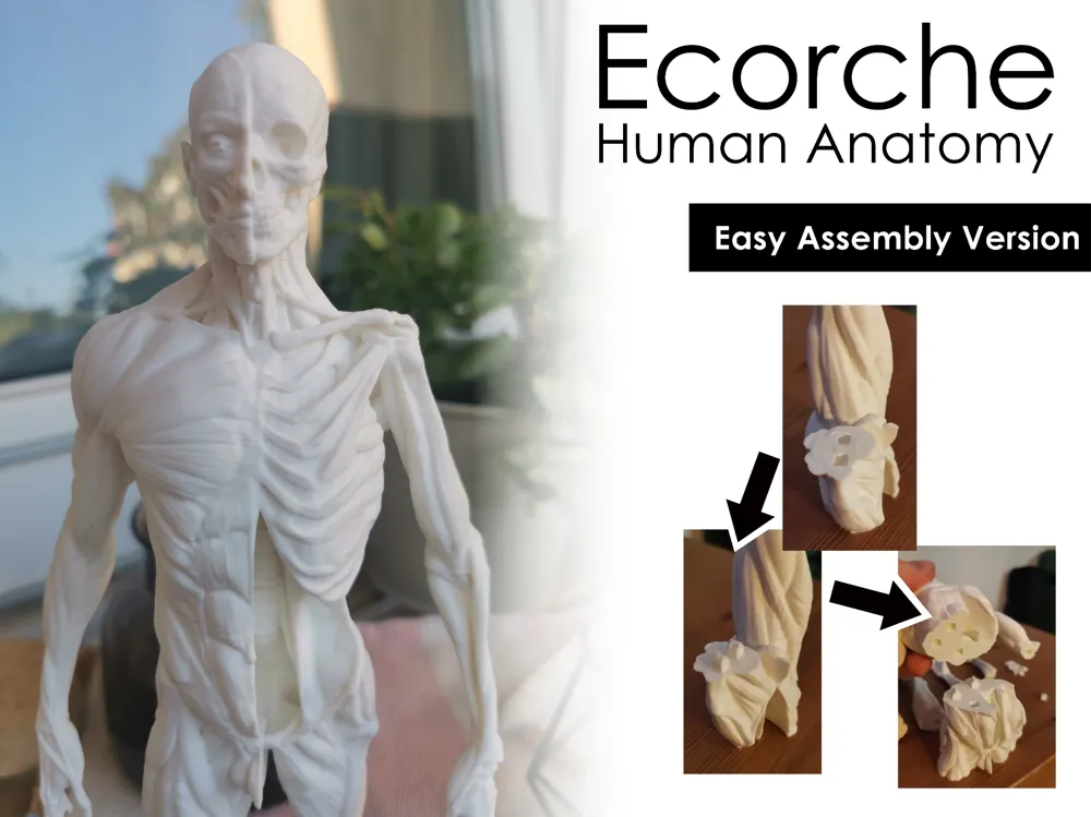 Ecorche (Easy Assembly) - Human Anatomy (25 cm) - Free 3D Print Model ...