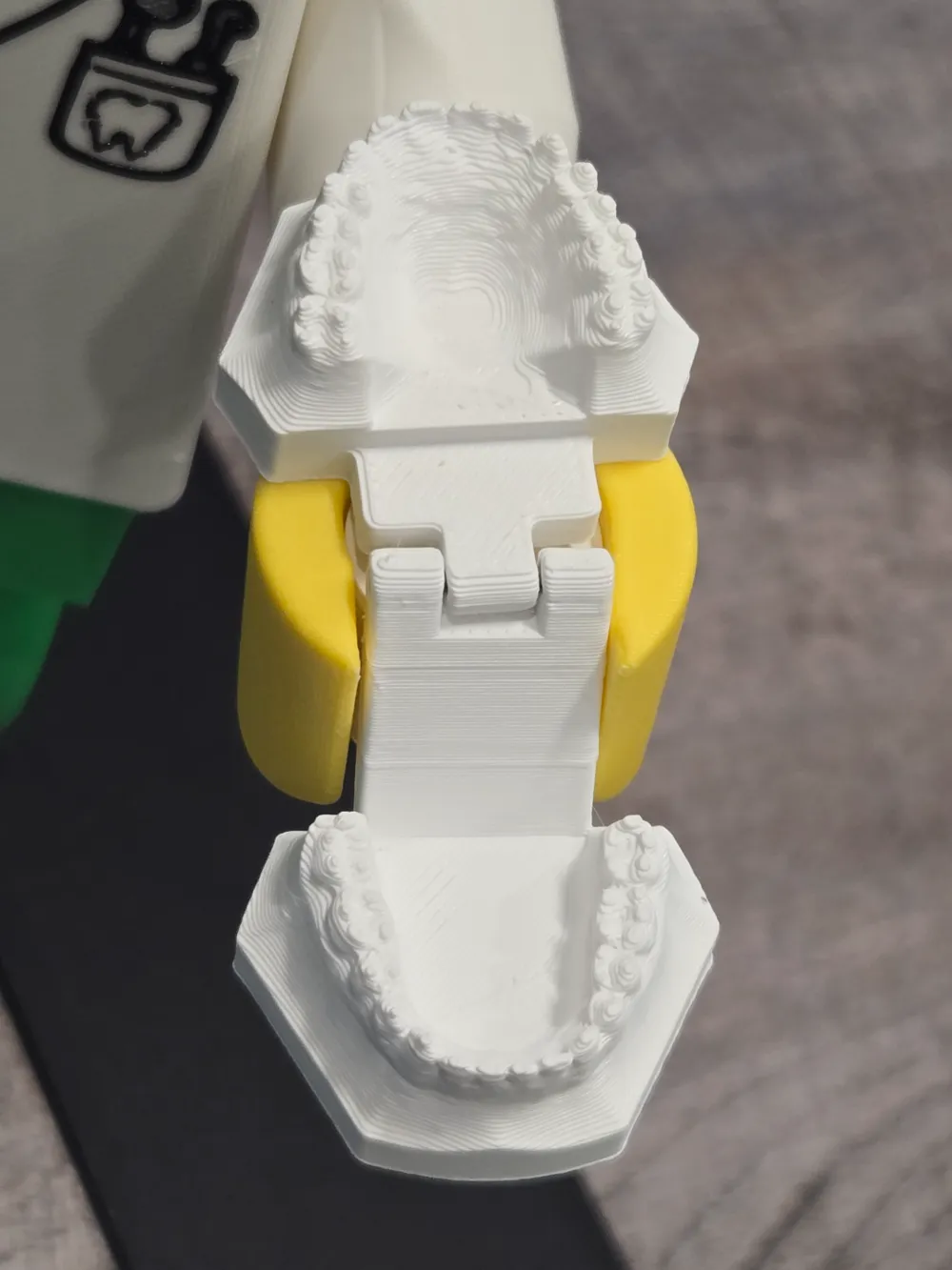 Big Brick Dentist Typodont Teeth by drshelby MakerWorld: Download Free ...