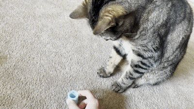 Bouncy Cat Spring Toy by Kopp3D MakerWorld: Download Free 3D Models