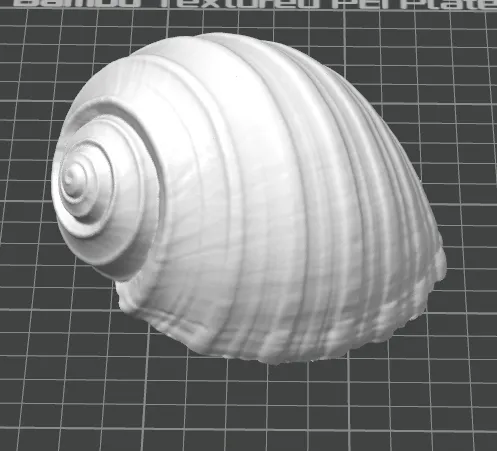 Seashell by wolfdan MakerWorld: Download Free 3D Models